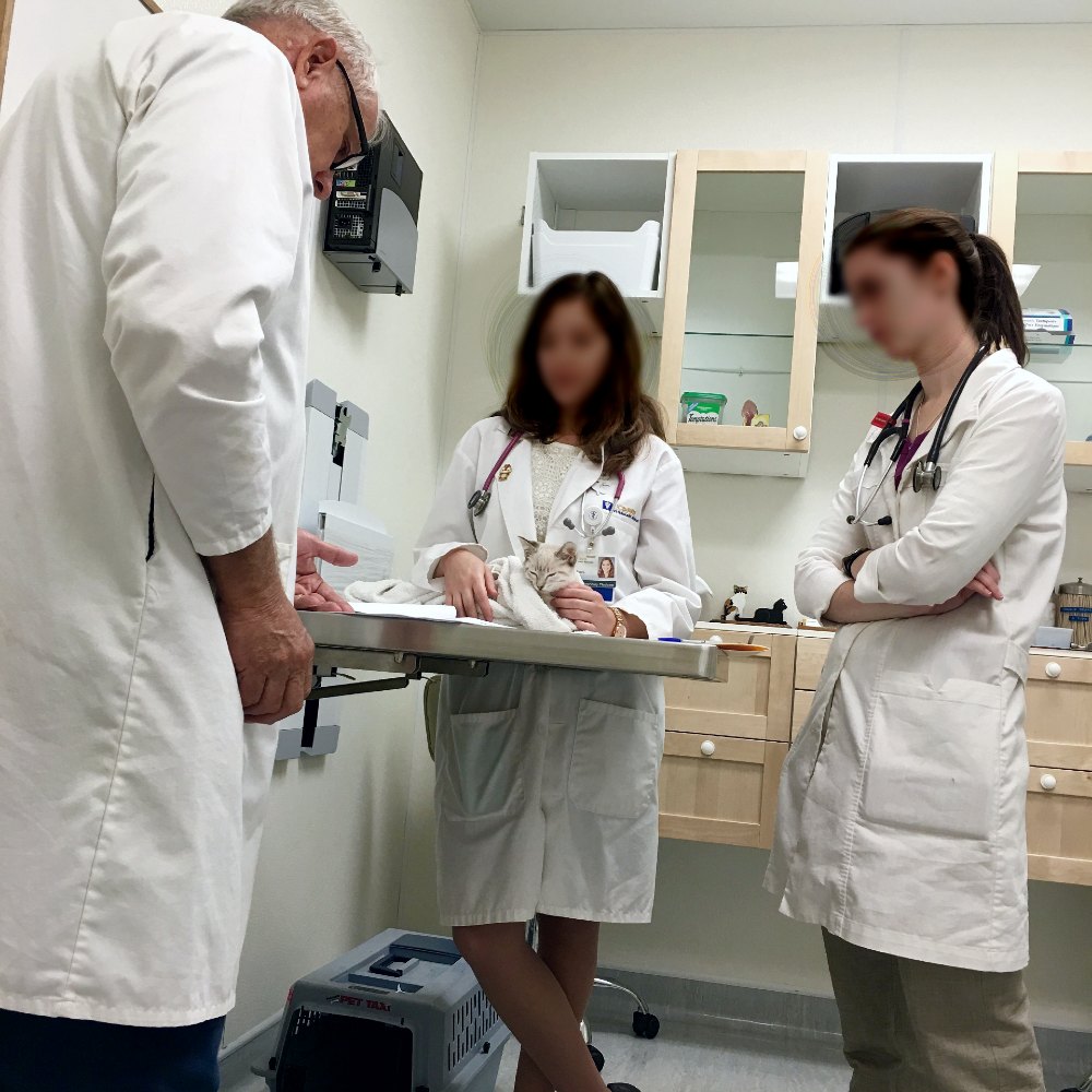 Summary of GS-441524 treatment for FIP by Dr Niels C. Pedersen