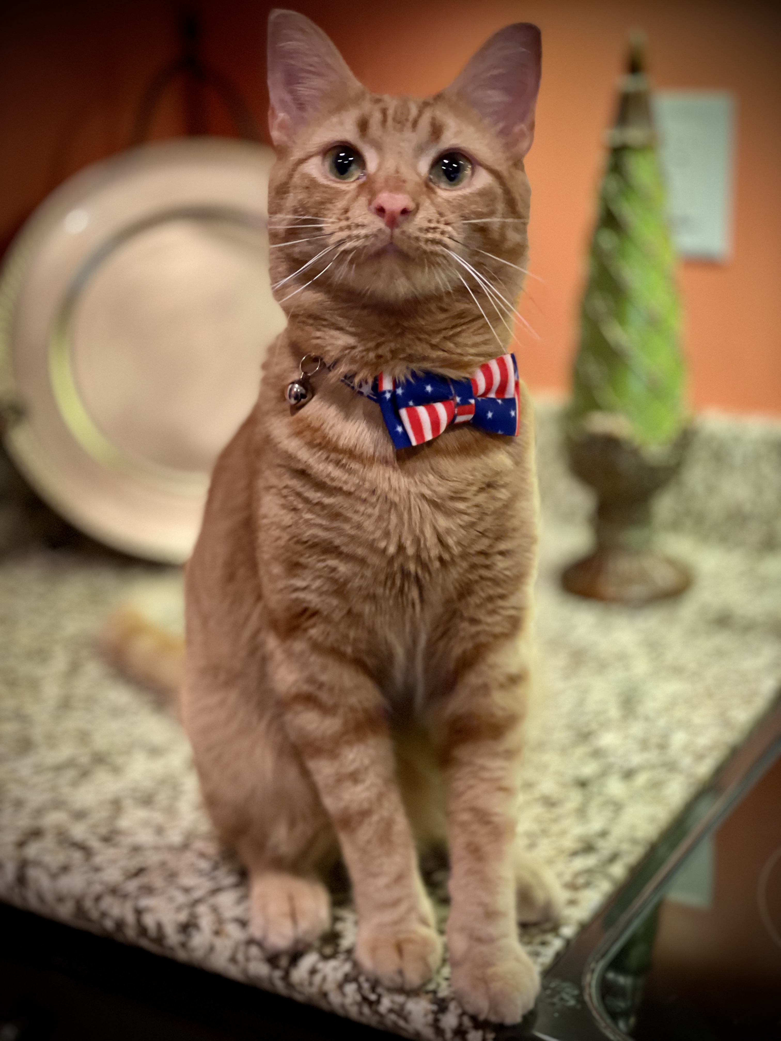 Daniel Striped Tiger