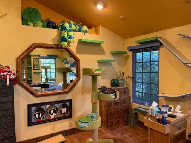 This Cat Paradise Spoils Kitties & Saves Lives By Raising FIP Awareness