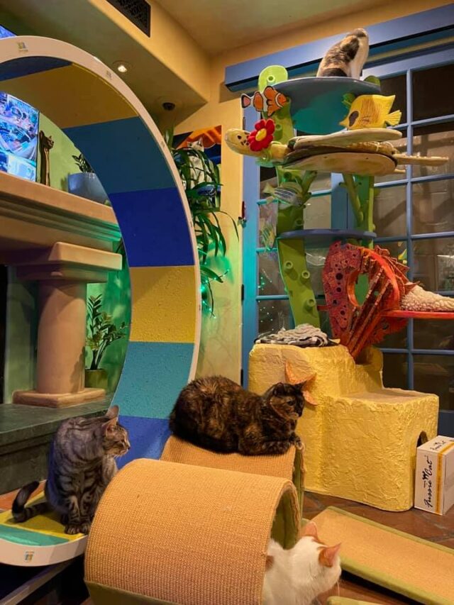 This Cat Paradise Spoils Kitties & Saves Lives By Raising FIP Awareness