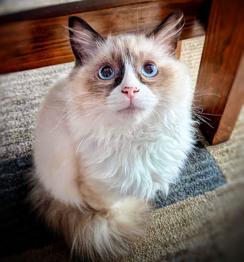 Oakley