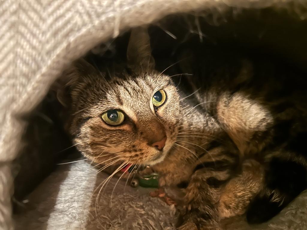 Tilly