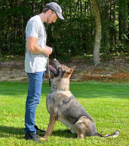 Protection Dogs | Canine Protection International