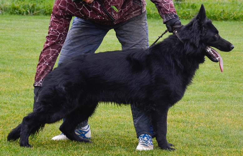Protection Dogs by CPI - Challa - Sold to: Client in Anchorage AK