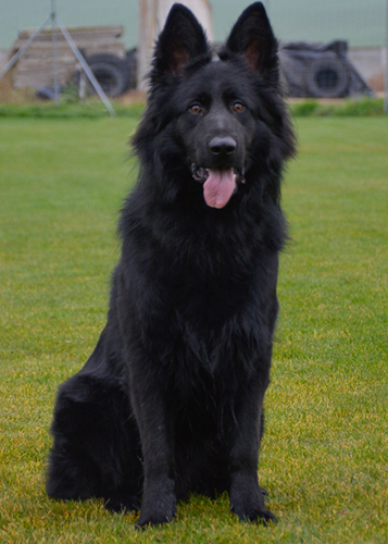 Protection Dogs by CPI - Challa - Sold to: Client in Anchorage AK