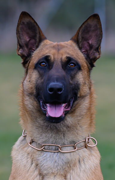 Protection Dogs by CPI - Gaston - Sold to: Client in Milwaukee, WI