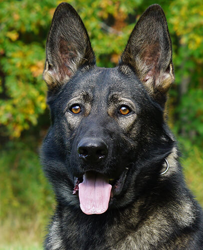 Protection Dogs by CPI - Dino - Sold to: Client in Denver, CO