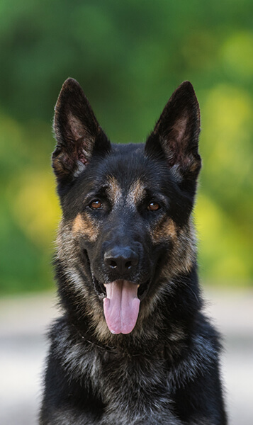 Protection Dogs by CPI - Octane - Sold to: Client in San Jose, CA