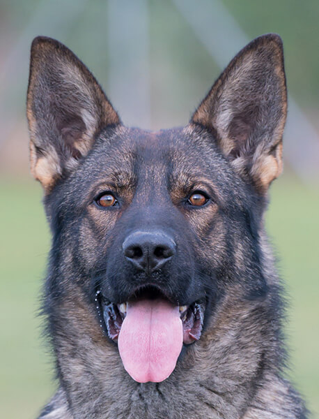 Protection Dogs by CPI - Haico - Sold To: Client in Houston, TX