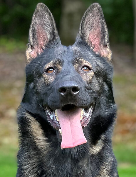 Protection Dogs by CPI - Enigma - Sold to: Client in Mexico City