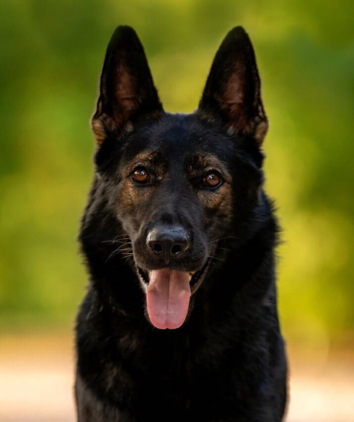 Protection Dogs by CPI - Nax - Sold to: Client in Boston, MA