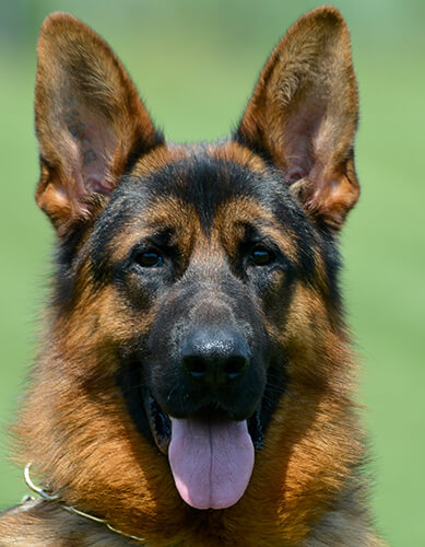 Protection Dogs by CPI - Paris - Sold to: Client in St. Paul, MN