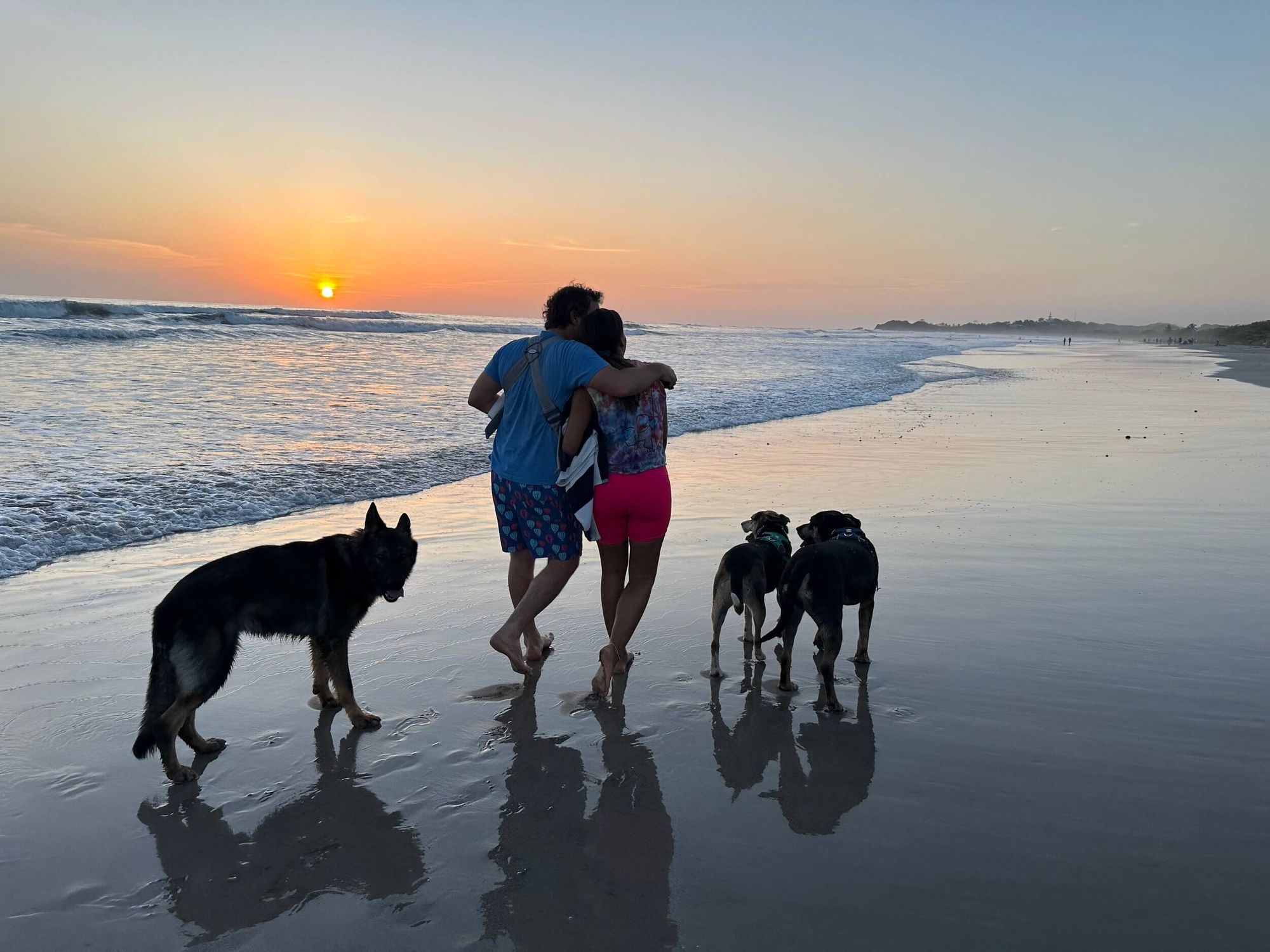 Personal Security Dogs | Trained Protection Guard Dogs for Sale - CPI