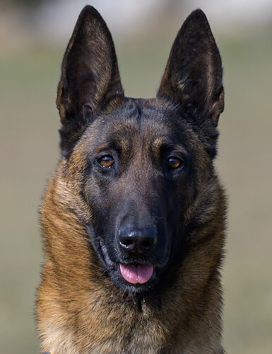 Protection Dogs by CPI - Aida - Sold to: Client in CA