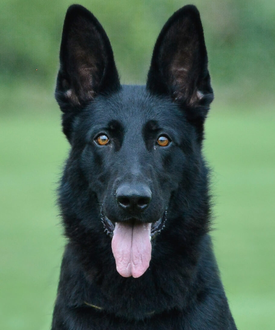 Protection Dogs by CPI - Mudgi - Sold to: Client in Atlanta, GA