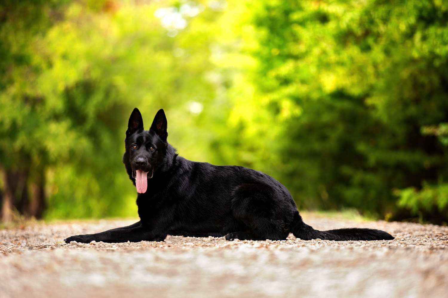 Protection Dogs by CPI - York - Sold to: Client in Orlando, FL
