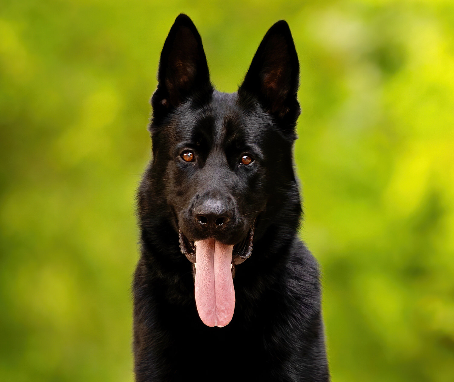 Protection Dogs by CPI - York - Sold to: Client in Orlando, FL