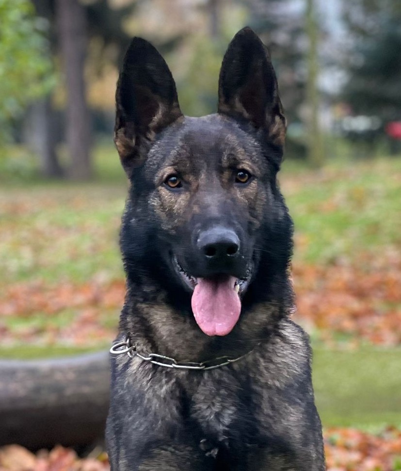 Protection Dogs by CPI - Yang - $65,000