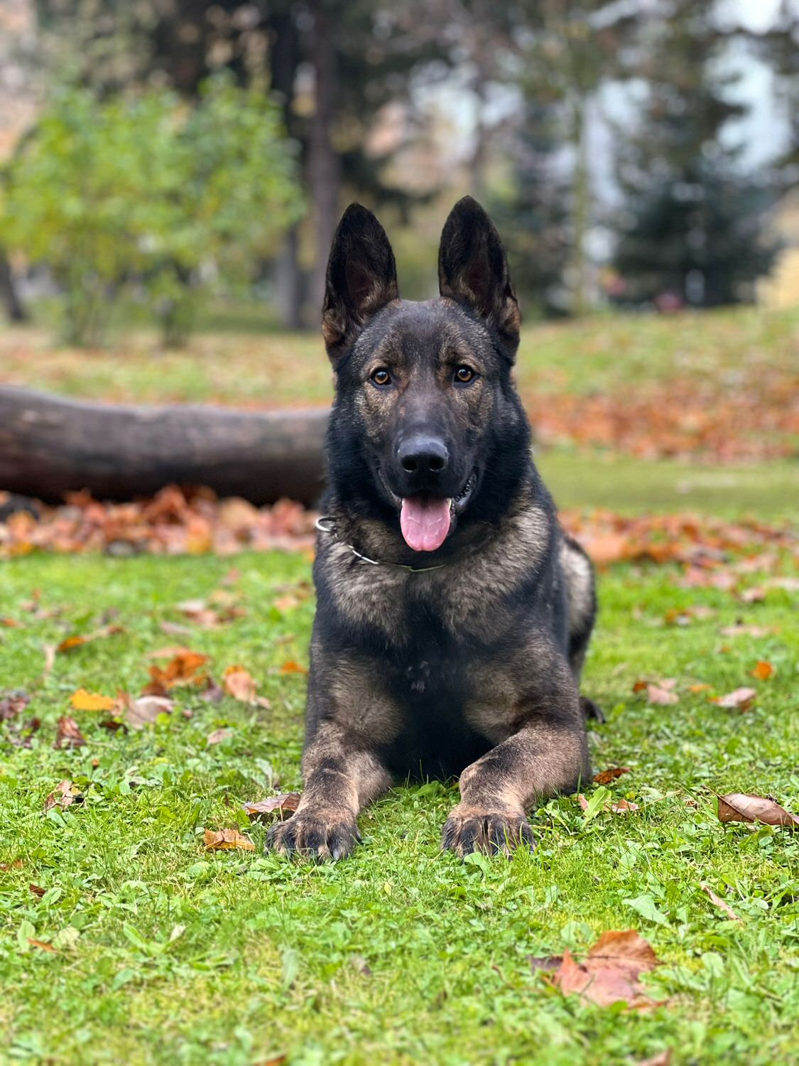 Protection Dogs by CPI - Yang - $65,000