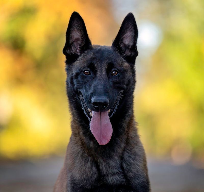 Protection Dogs | Canine Protection International