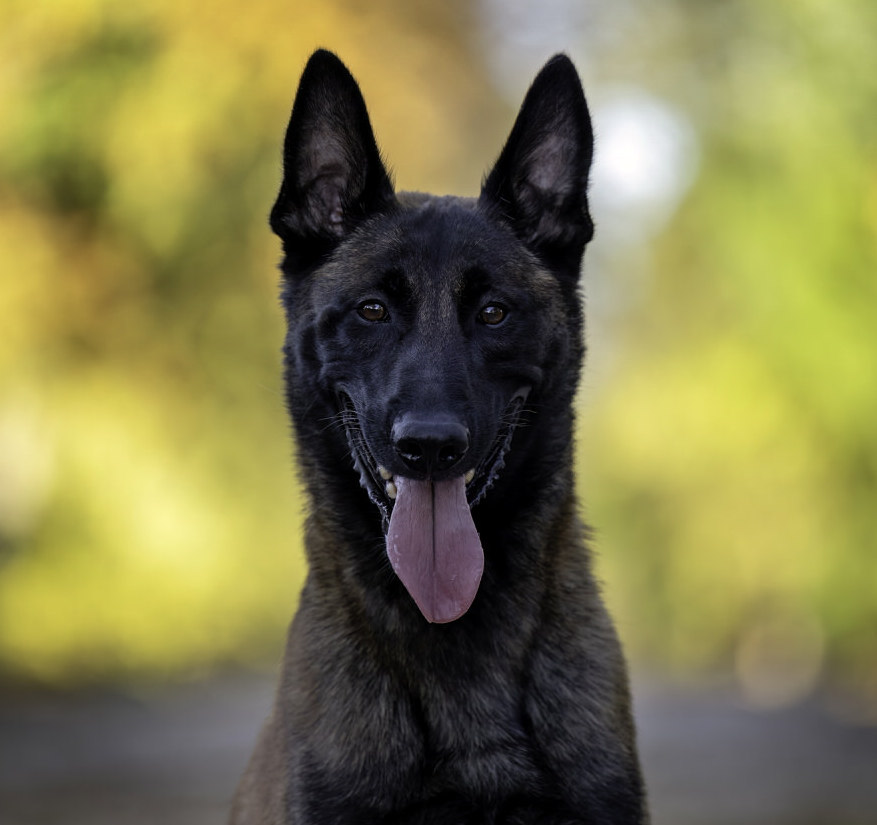 Protection Dogs by CPI - Balder - $85,000