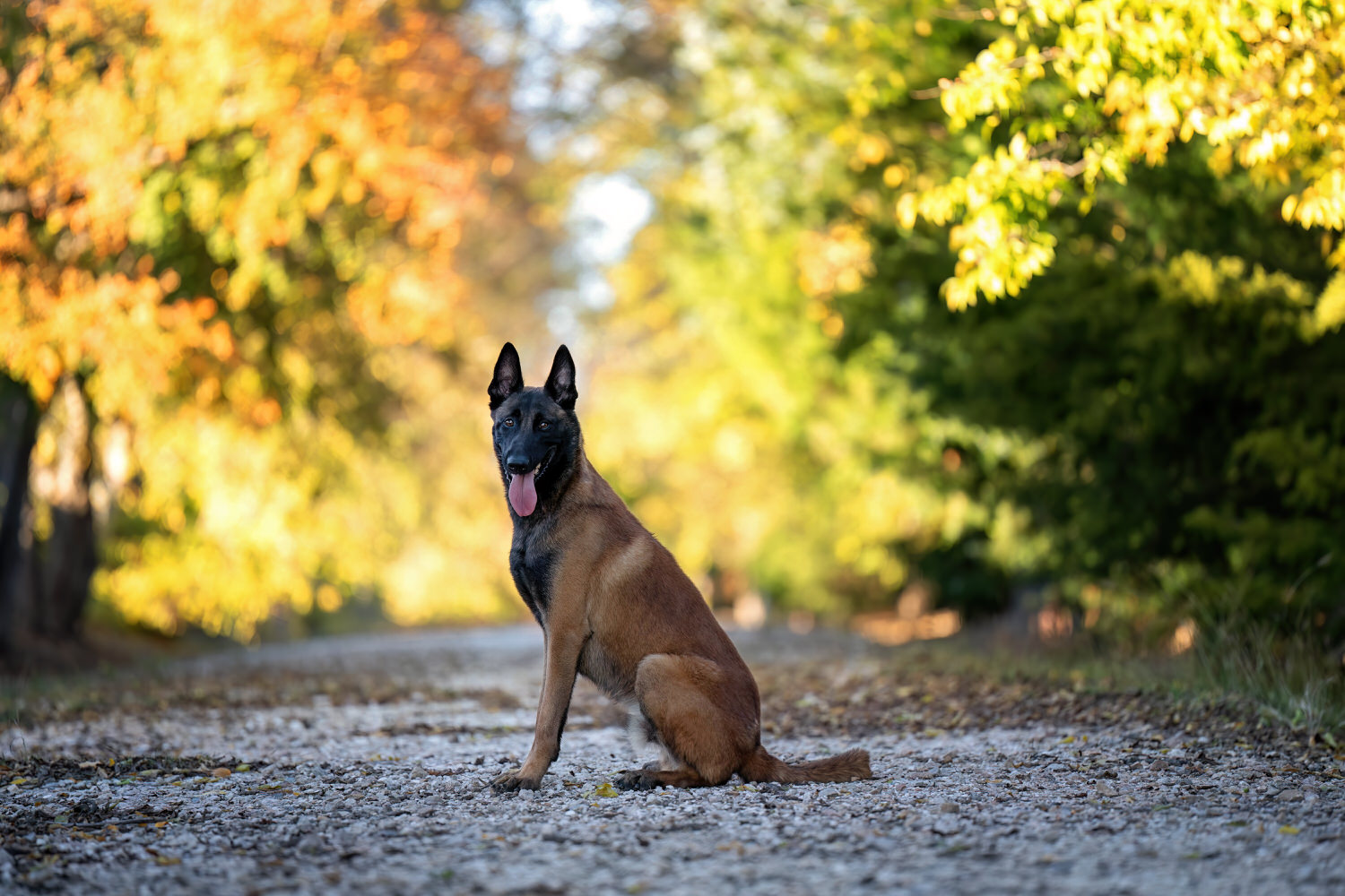 Protection Dogs by CPI - Balder - Sold to: Client in Des Moines, IA