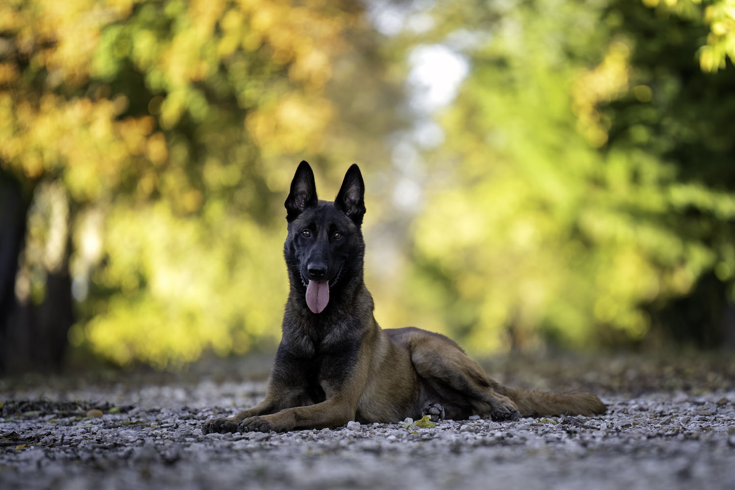 Protection Dogs by CPI - Balder - Sold to: Client in Des Moines, IA