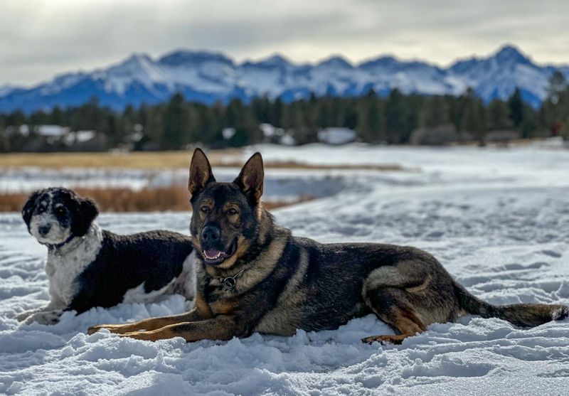 Personal Security Dogs | Trained Protection Guard Dogs for Sale - CPI