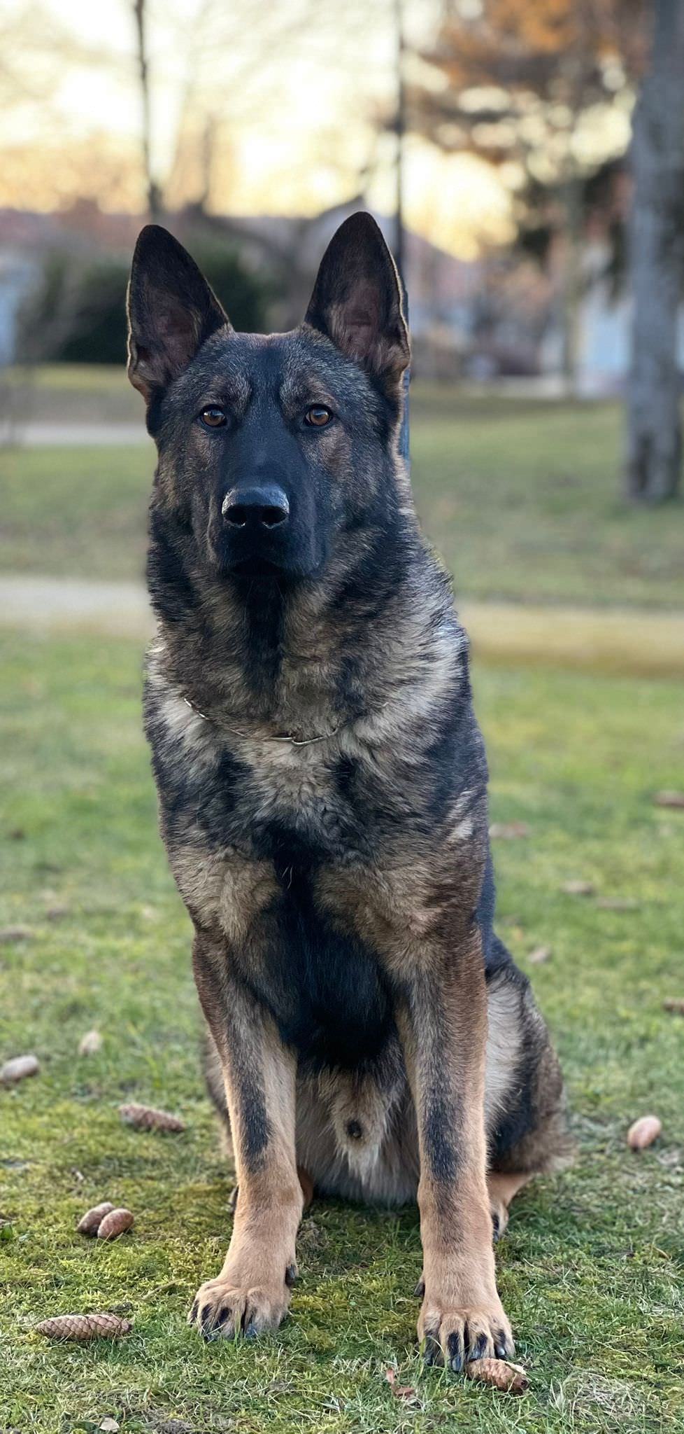 Protection Dogs by CPI - Polo - Sold to: Client in Colorado Springs, CO