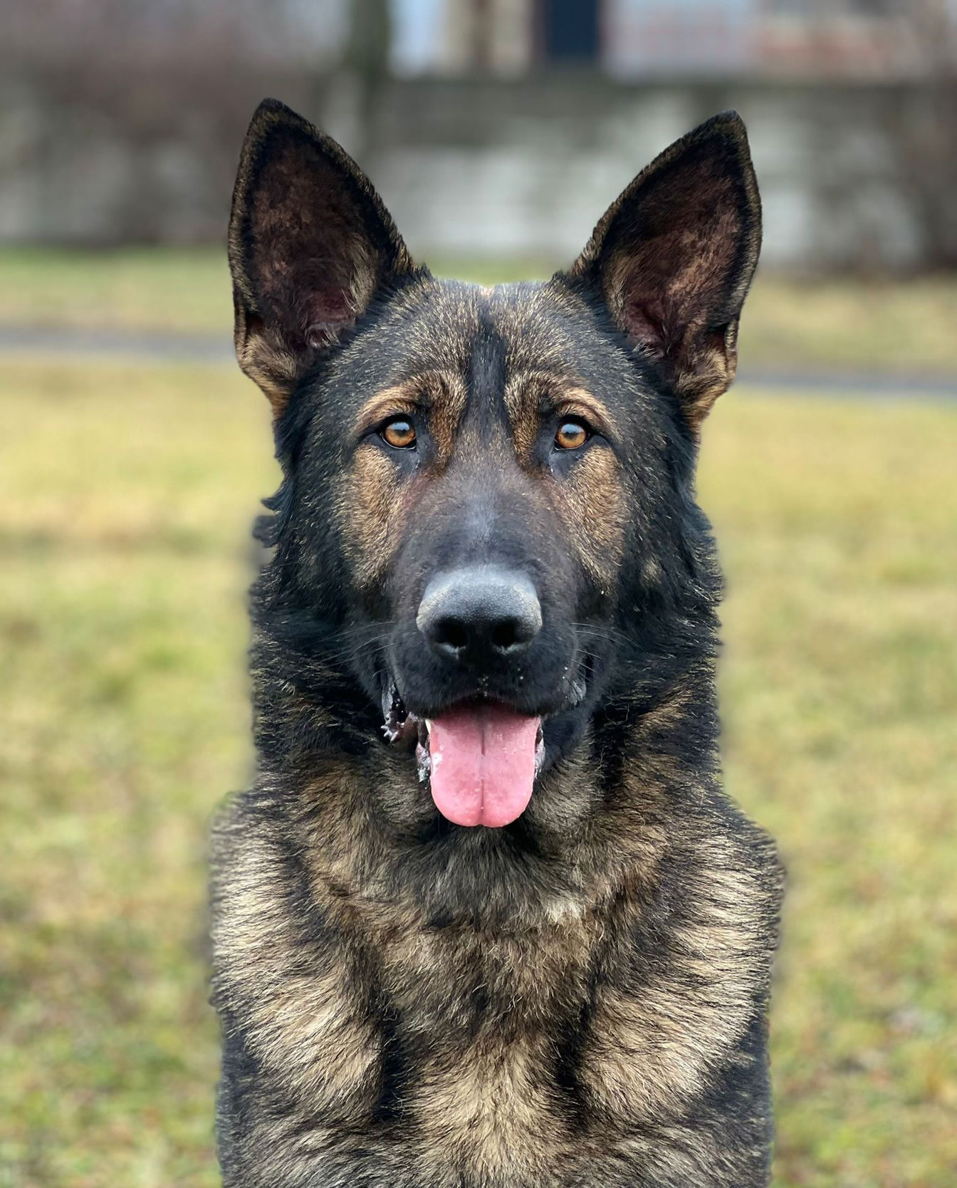 Protection Dogs by CPI - Eliot - $85,000