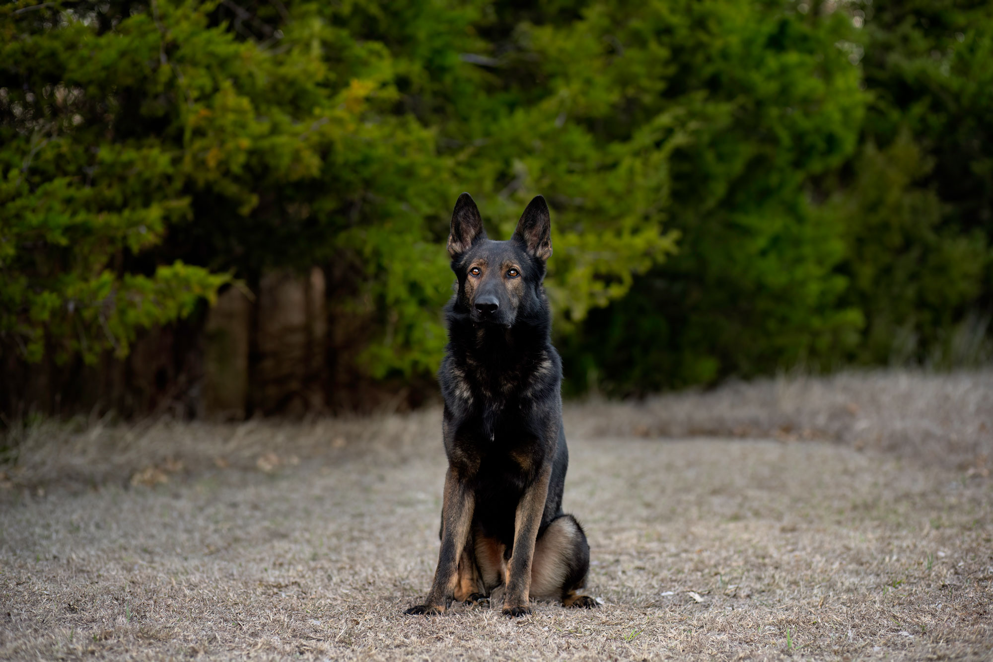 Protection Dogs by CPI - Darel - Sold to: Client in Oklahoma City, OK