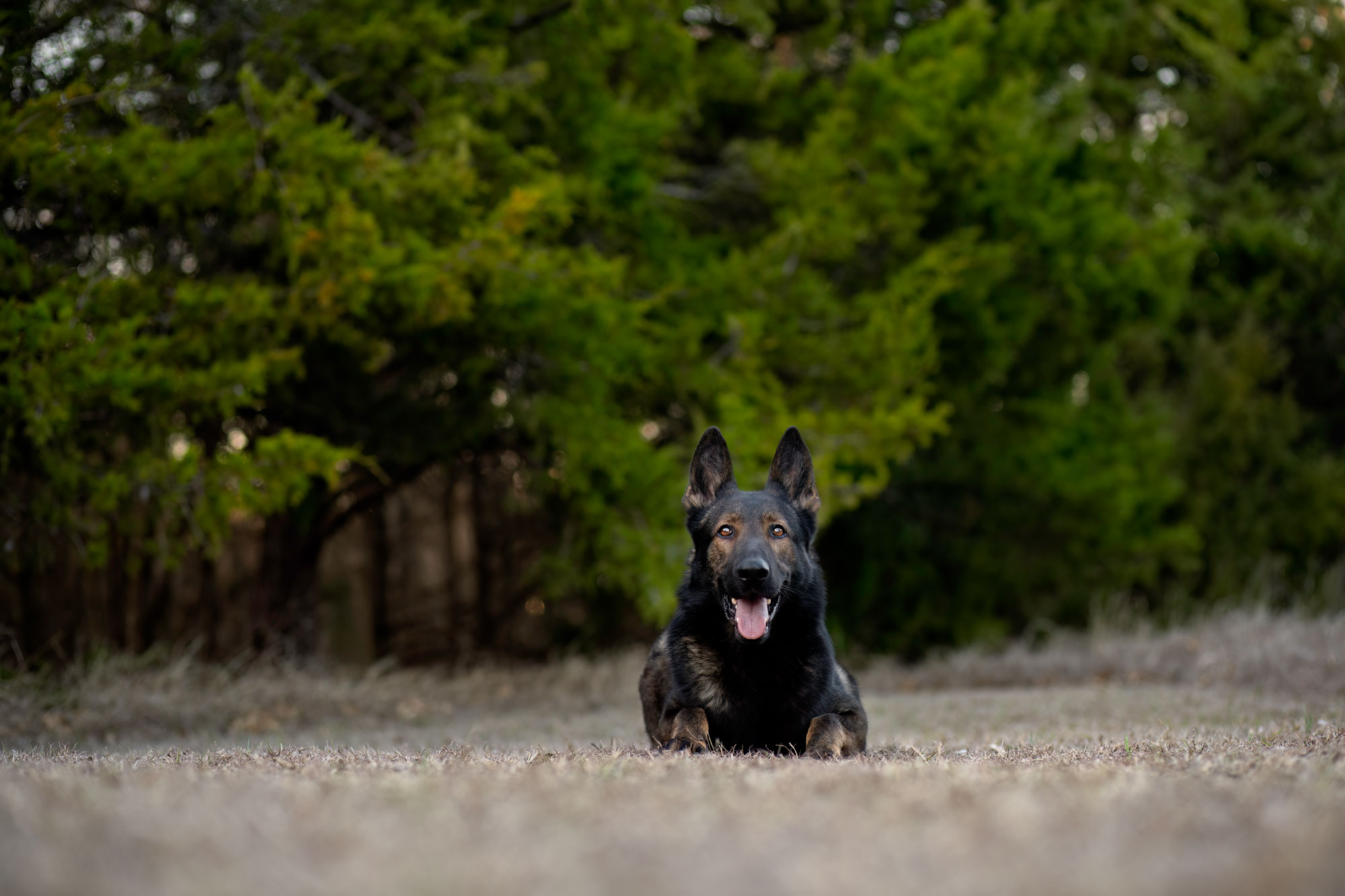 Protection Dogs by CPI - Darel - Sold to: Client in Oklahoma City, OK