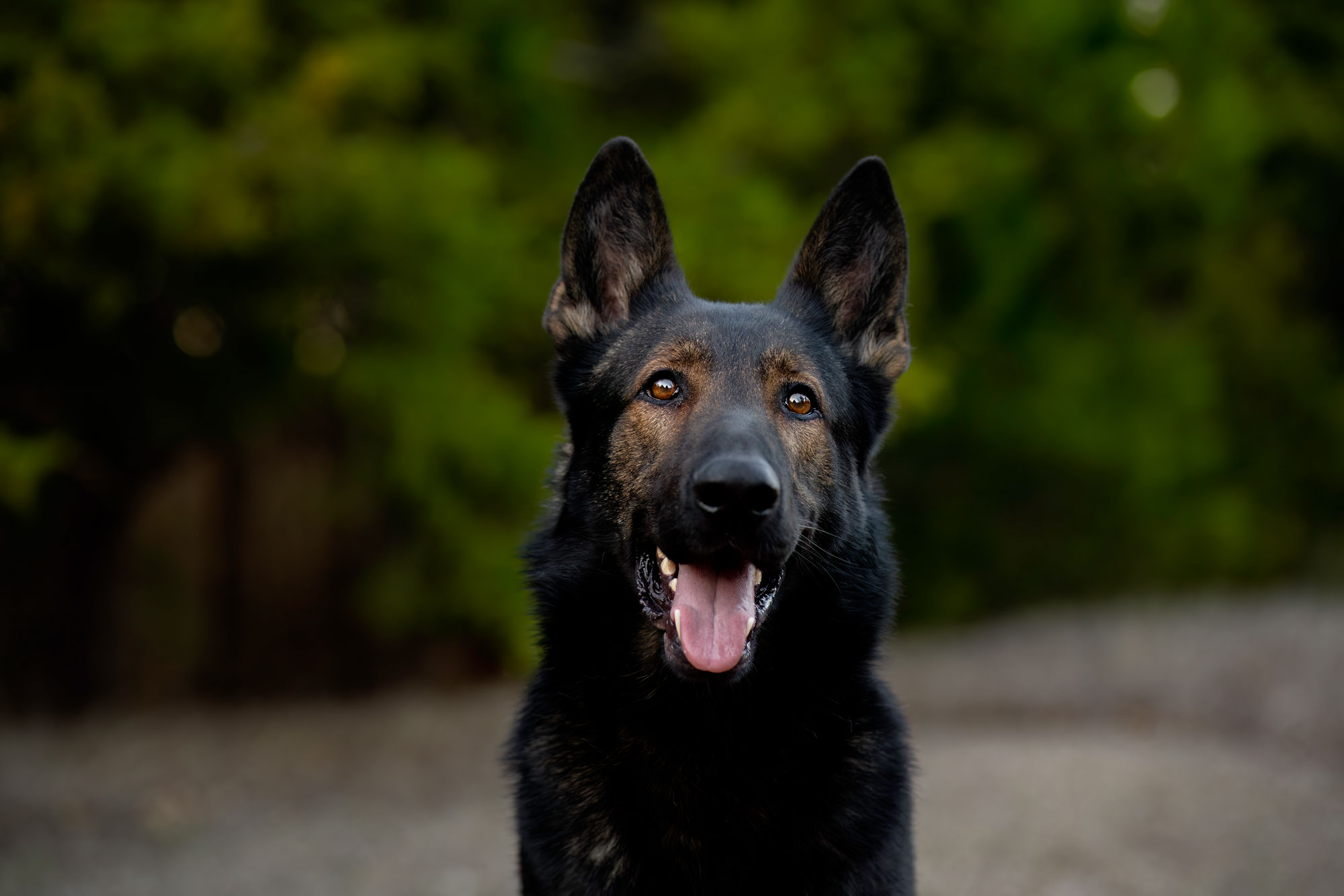 Protection Dogs by CPI - Darel - Sold to: Client in Oklahoma City, OK