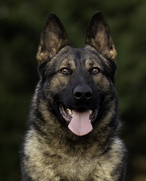 Protection Dogs by CPI - Polo - Sold to: Client in Colorado Springs, CO