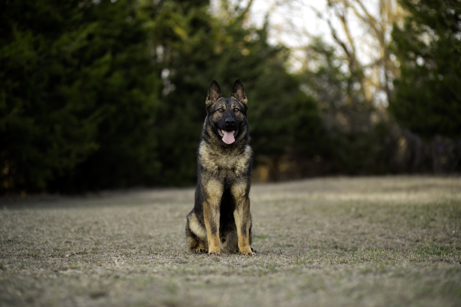 Protection Dogs by CPI - Polo - Sold to: Client in Colorado Springs, CO