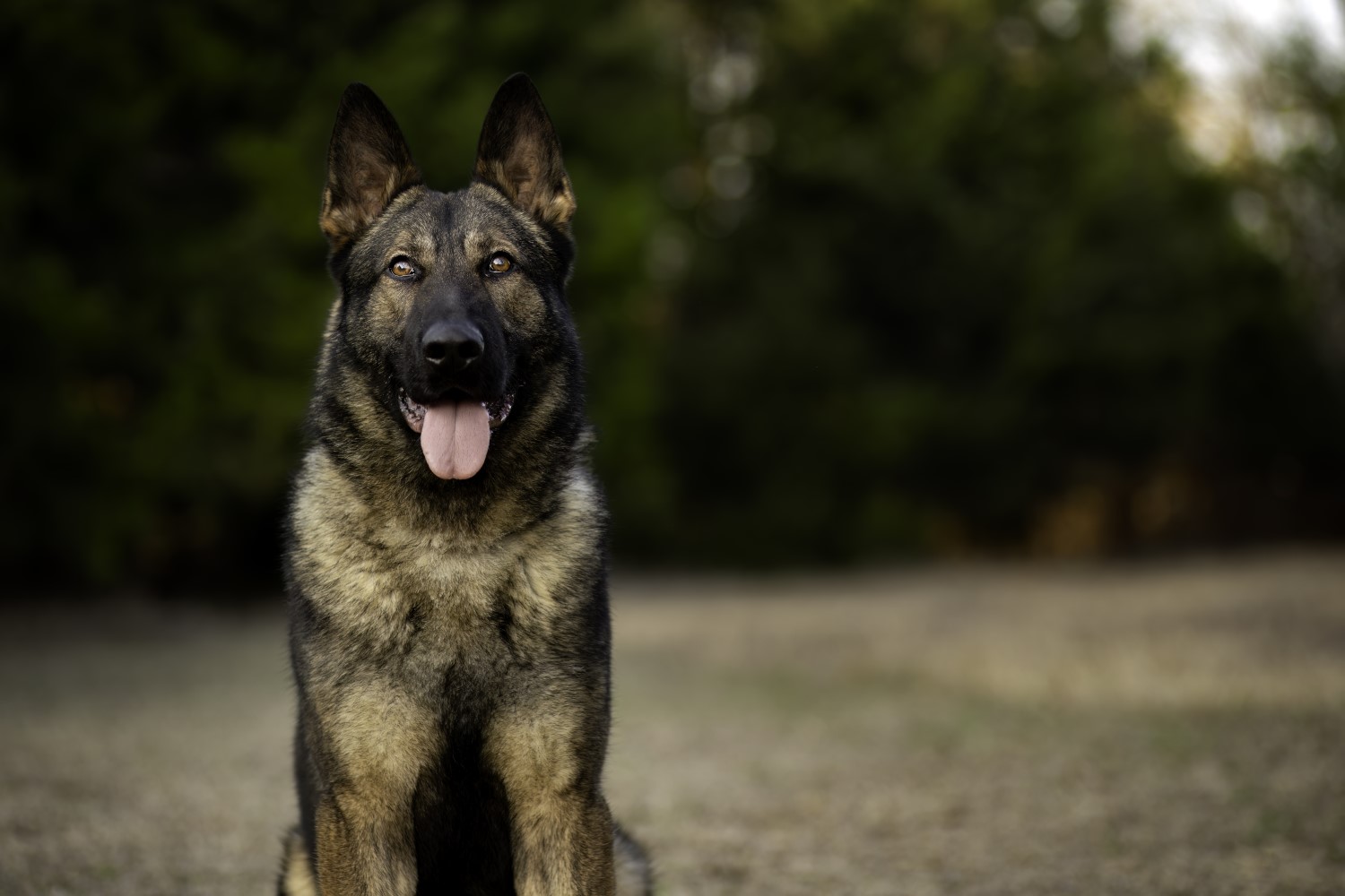 Protection Dogs by CPI - Polo - Sold to: Client in Colorado Springs, CO