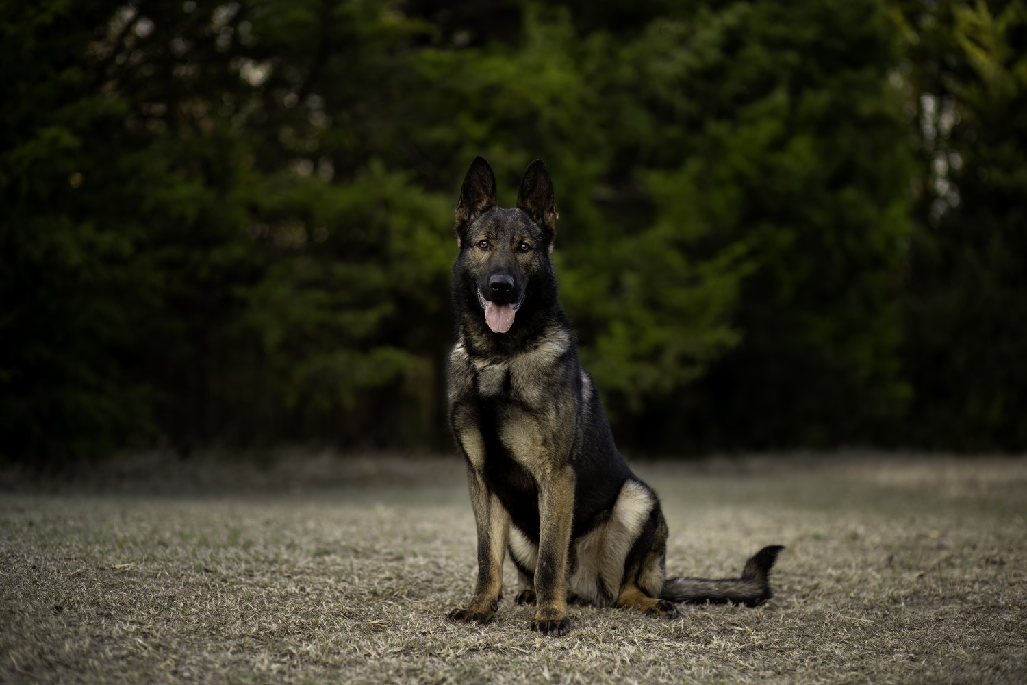 Protection Dogs by CPI - Yang - $65,000