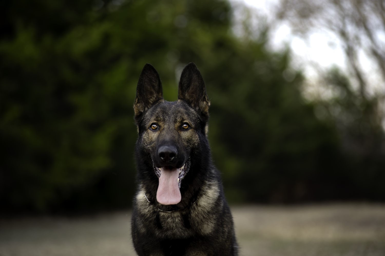 Protection Dogs by CPI - Yang - $65,000