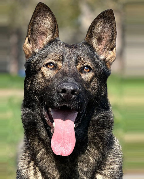 Protection Dogs by CPI - Bazzi - COMING SOON