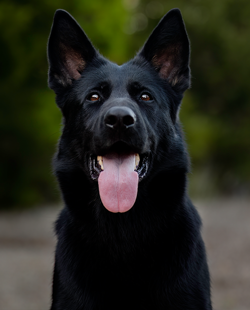 Protection Dogs by CPI - Raven - Sold to: Client in Santa Cruz, CA