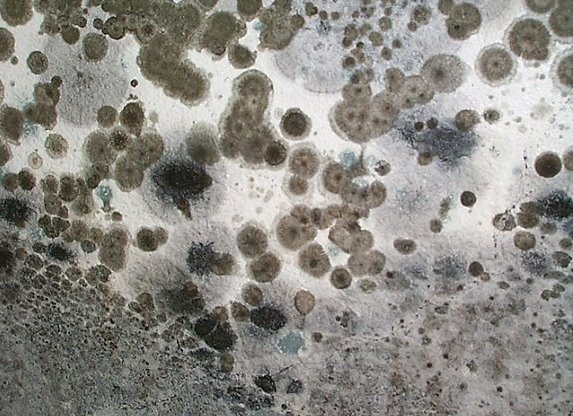 Is Mold Affecting You? Genetic Optimization