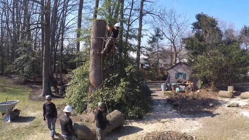 Princeton Tree Care - Premier Tree Service & Removal