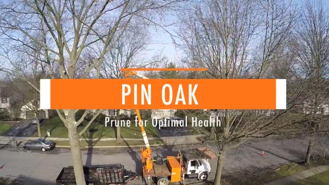 Princeton Tree Care - Premier Tree Service & Removal