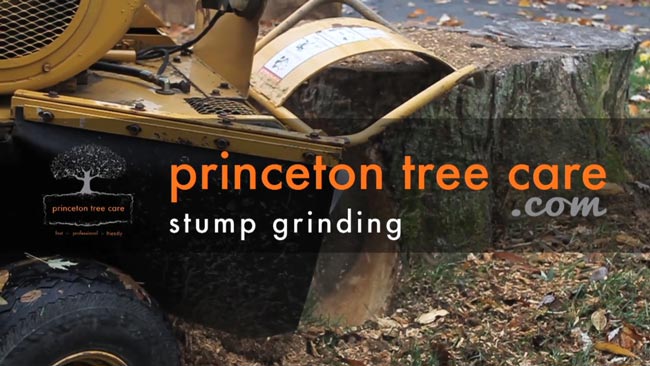 Princeton Tree Care - Premier Tree Service & Removal