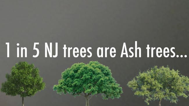 Princeton Tree Care - Premier Tree Service & Removal