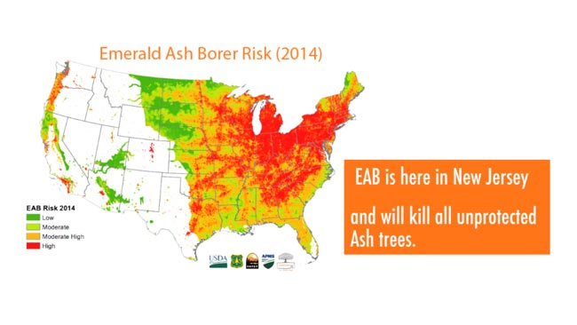 Princeton Tree Care - Premier Tree Service & Removal