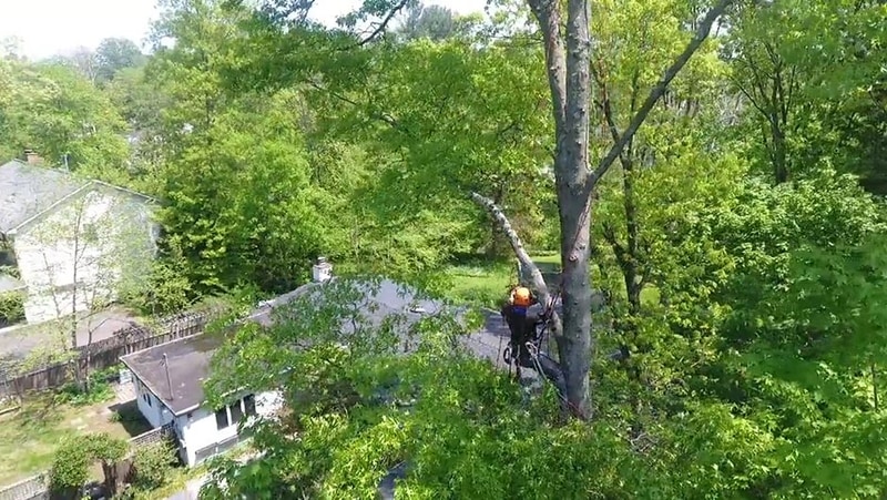 Princeton Tree Care - Premier Tree Service & Removal