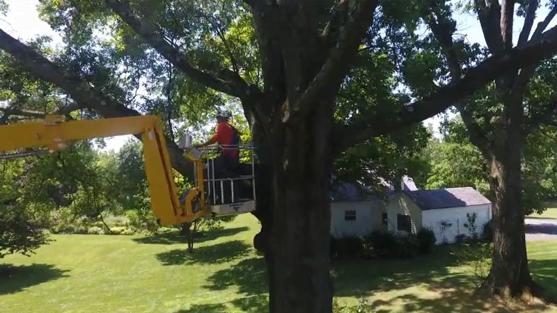 Princeton Tree Care - Premier Tree Service & Removal