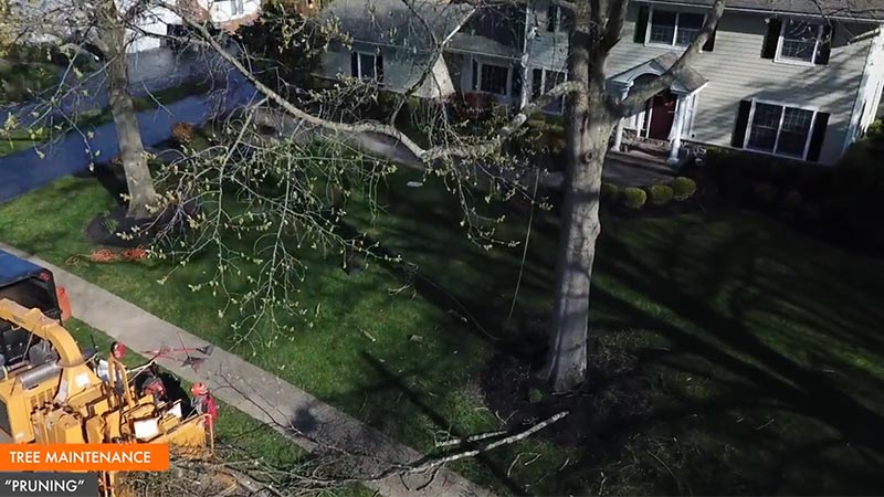 Princeton Tree Care - Premier Tree Service & Removal