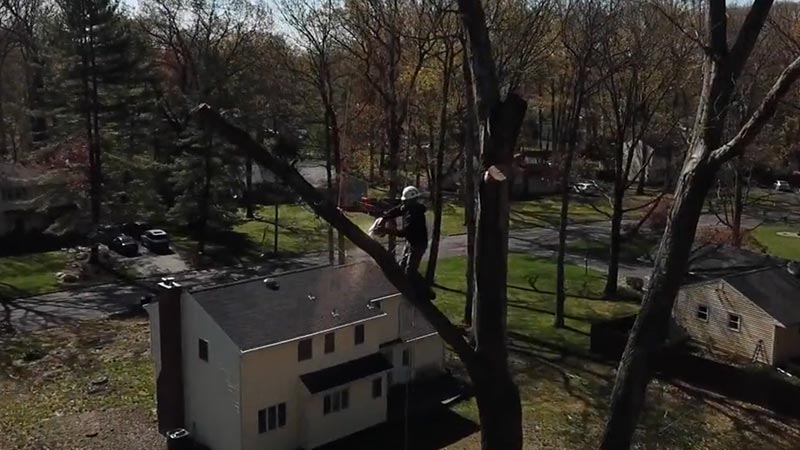 Princeton Tree Care - Premier Tree Service & Removal